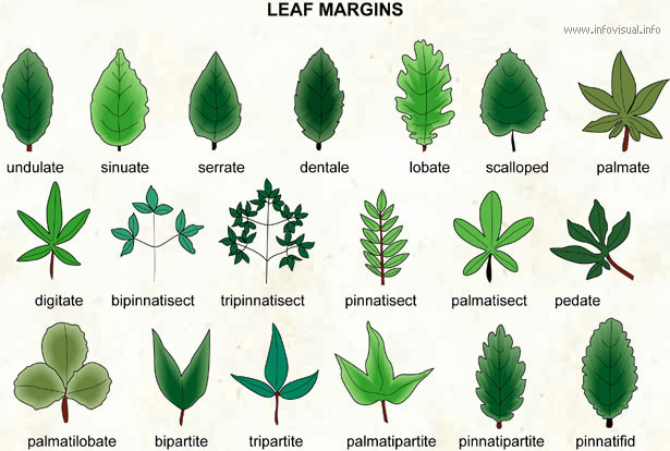 Leaf Margins Visual Dictionary Didactalia Material Educativo